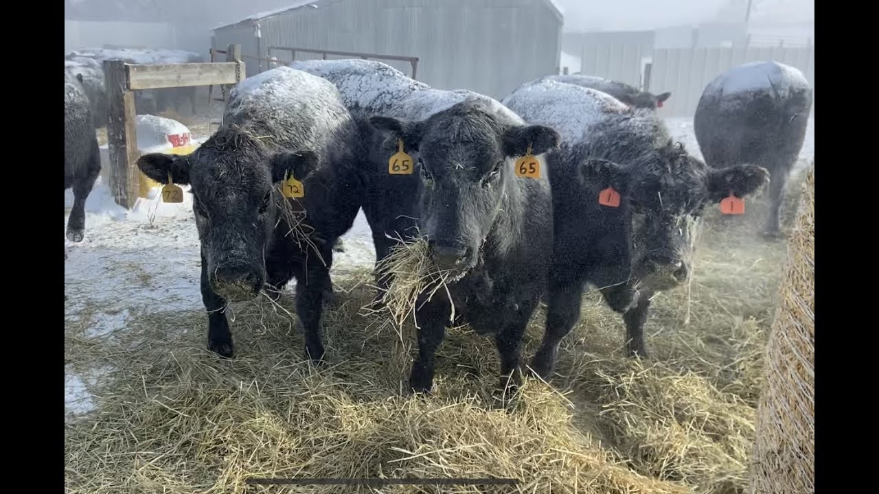 Feeding Cattle in a Blizzard...Again! - YouTube