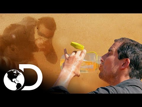 Beba xixi para sobreviver no deserto | Sobrevivendo com Bear Grylls | Discovery Brasil