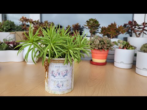 Senecio Himalaya Sukulentimin Saksı Değişimi