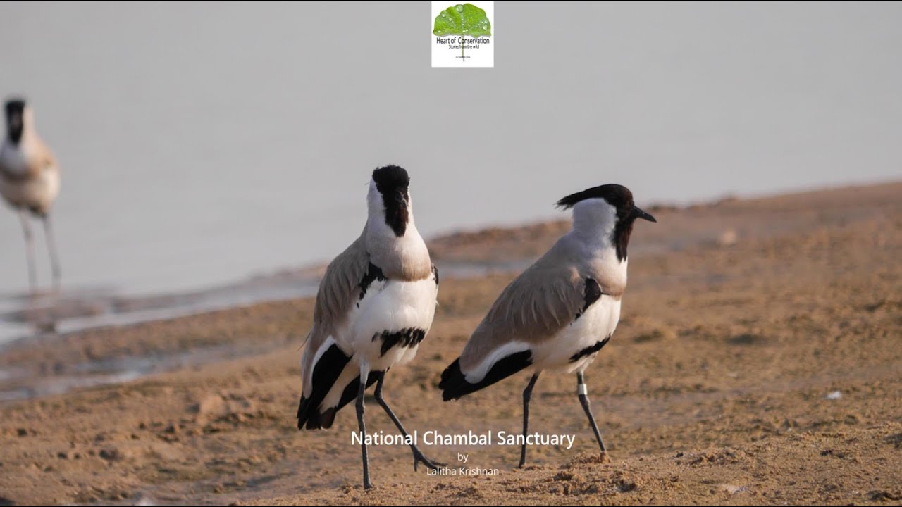 Some Wildlife of National Chambal Sanctuary (MP), India. March 2024 ...