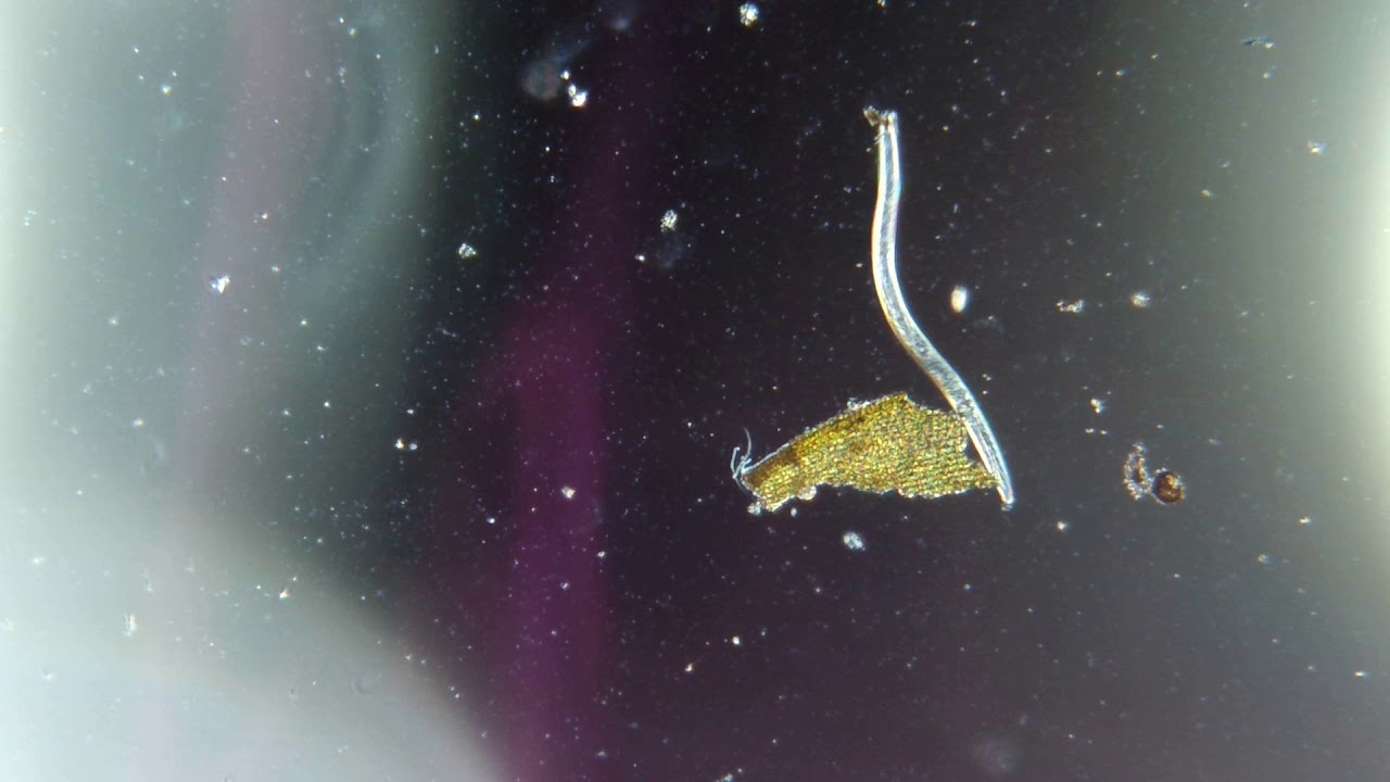 Wurn- Ballett - YouTube