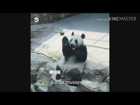 Armenian Madlipz Mishiki Arkatner@