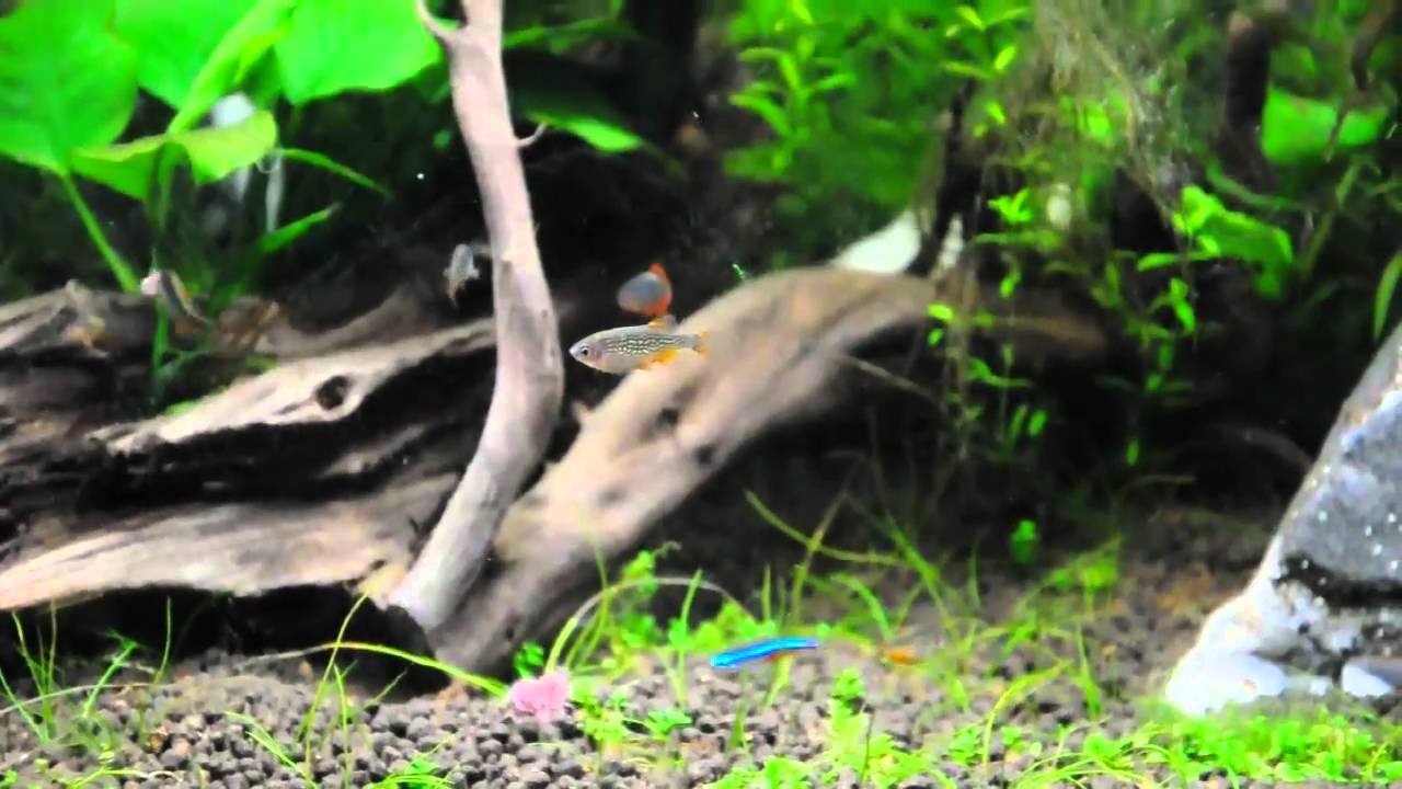 Razbora Galaxy and Neon simulans - YouTube