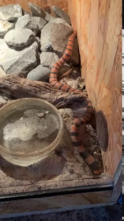 Snake is Busy Digging in the Dirt || ViralHog - YouTube