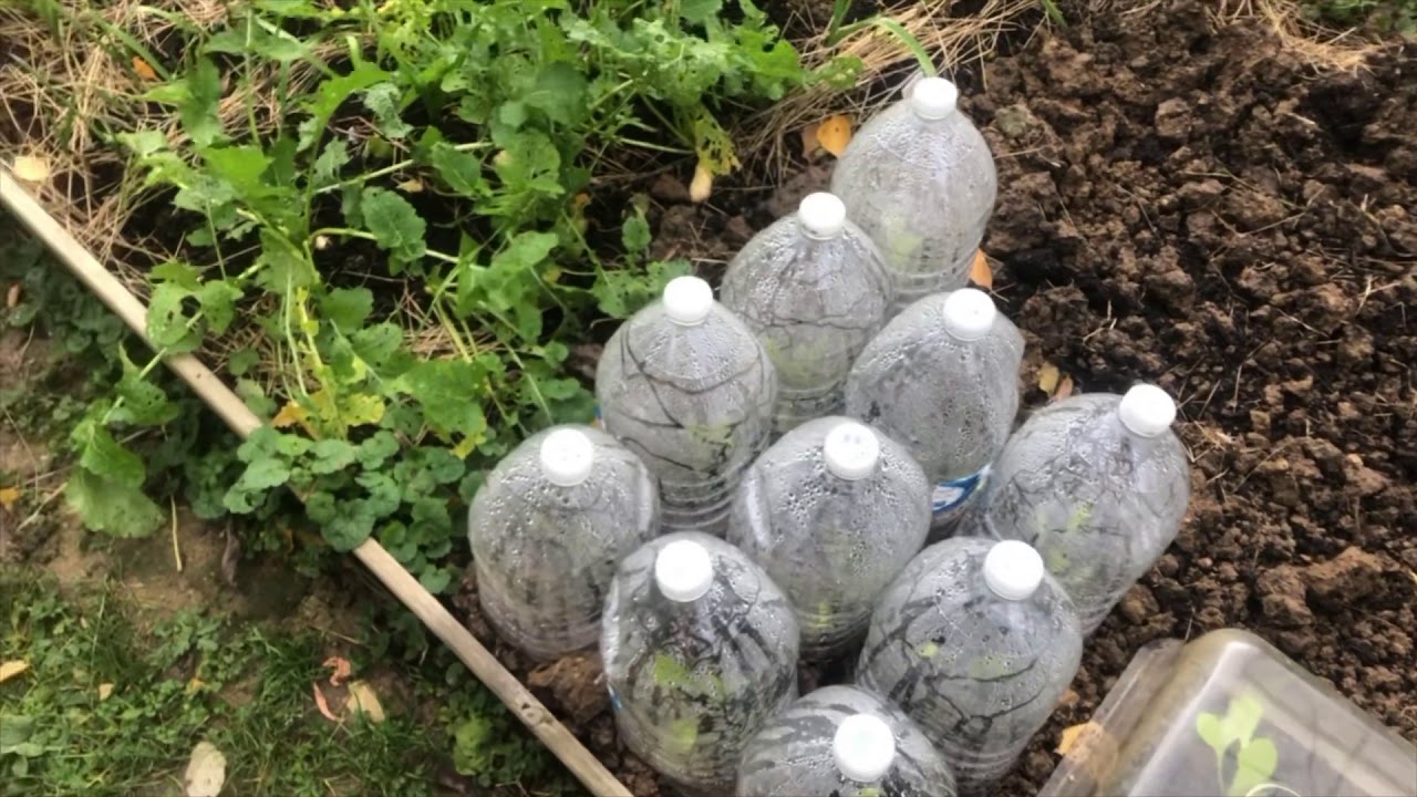 Tour du potager fin novembre 2019 - YouTube