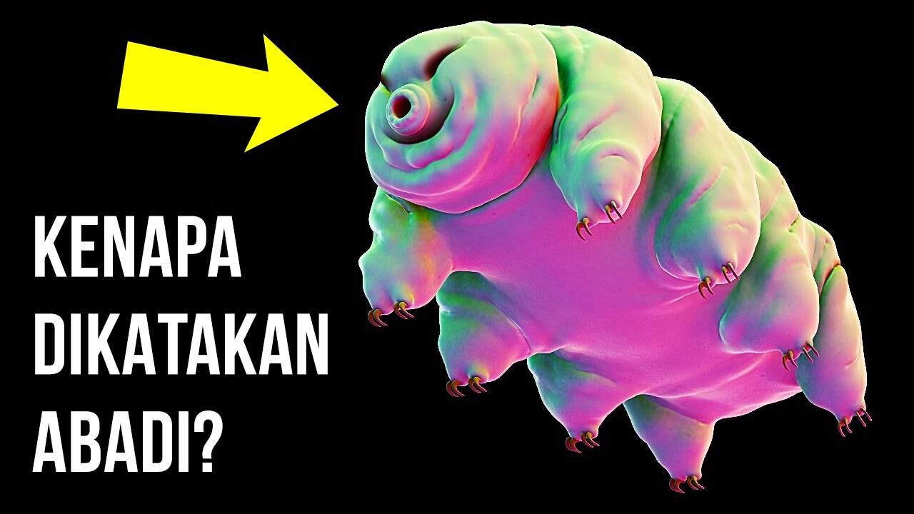 34 Fakta Baru yang Akan Melekat di Kepalamu - YouTube