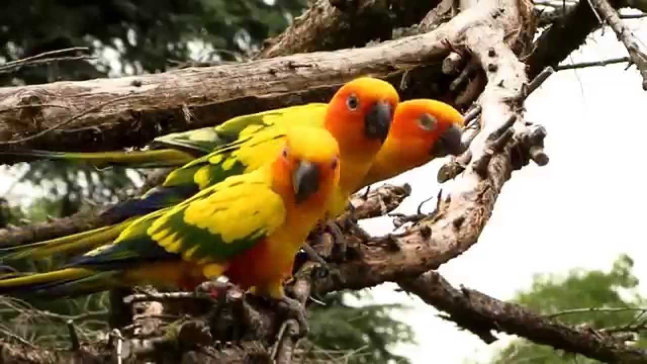 Vogeldemonstratie Vogelpark Avifauna - YouTube