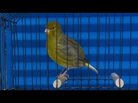 2025 Buff Green Male Fife Canary - YouTube