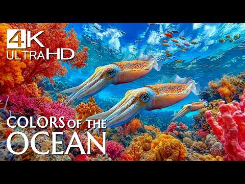 4K-da Ən Gözəl Tropik Balıqlar 🐠 Dərin Yuxu üçün Zərif Musiqili Möhtəşəm Mərcan Rifləri