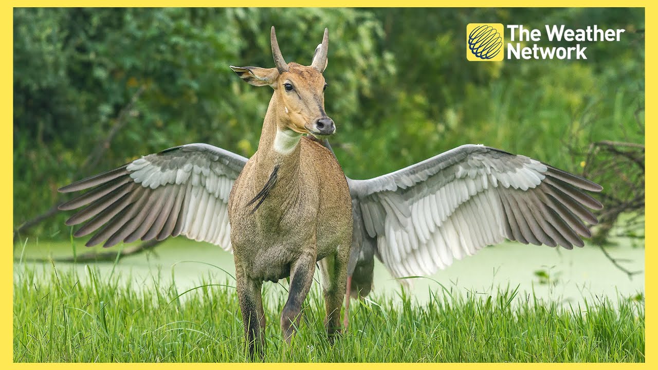 These Hilarious Award-Winning Animals Will Make You Laugh - YouTube