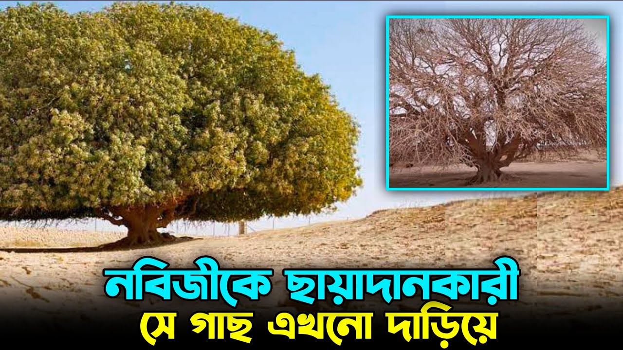 সাহাবী গাছ Sahabi Tree : মুহম্মদ (সা.) এর সময়ের গাছের অলৌকিক অজানা ...