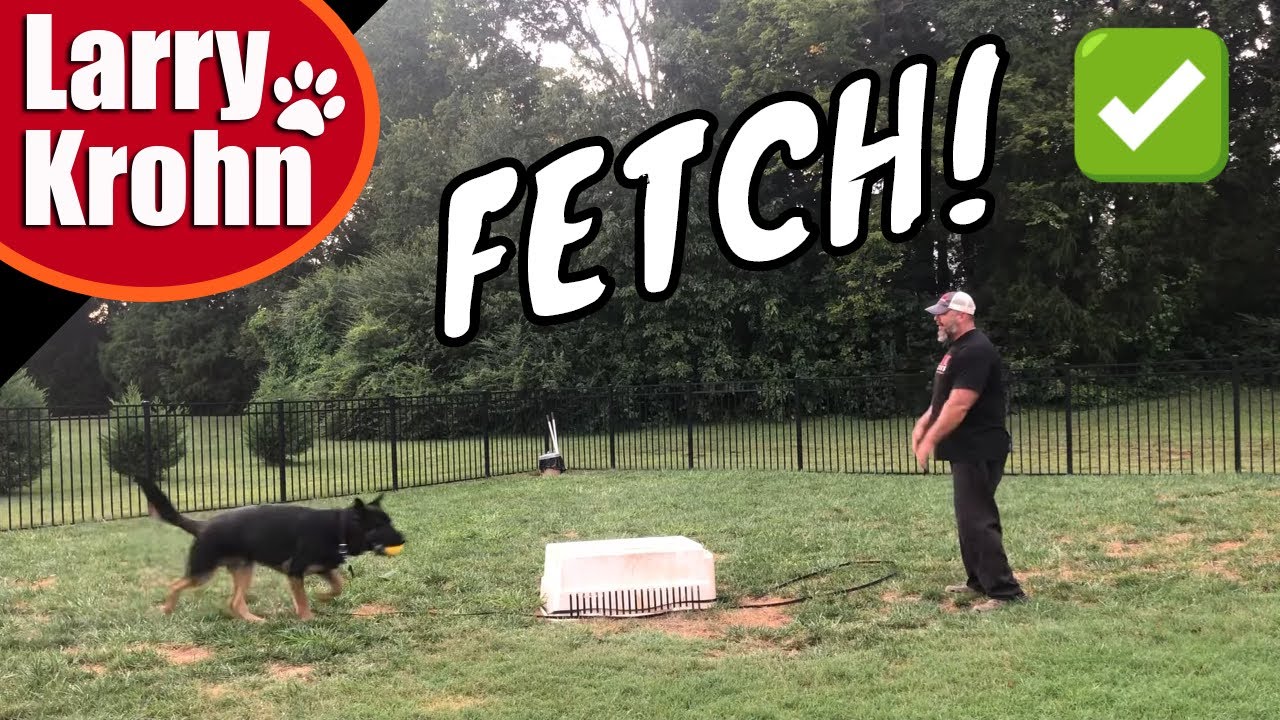 Teaching a German Shepherd how to play fetch - YouTube