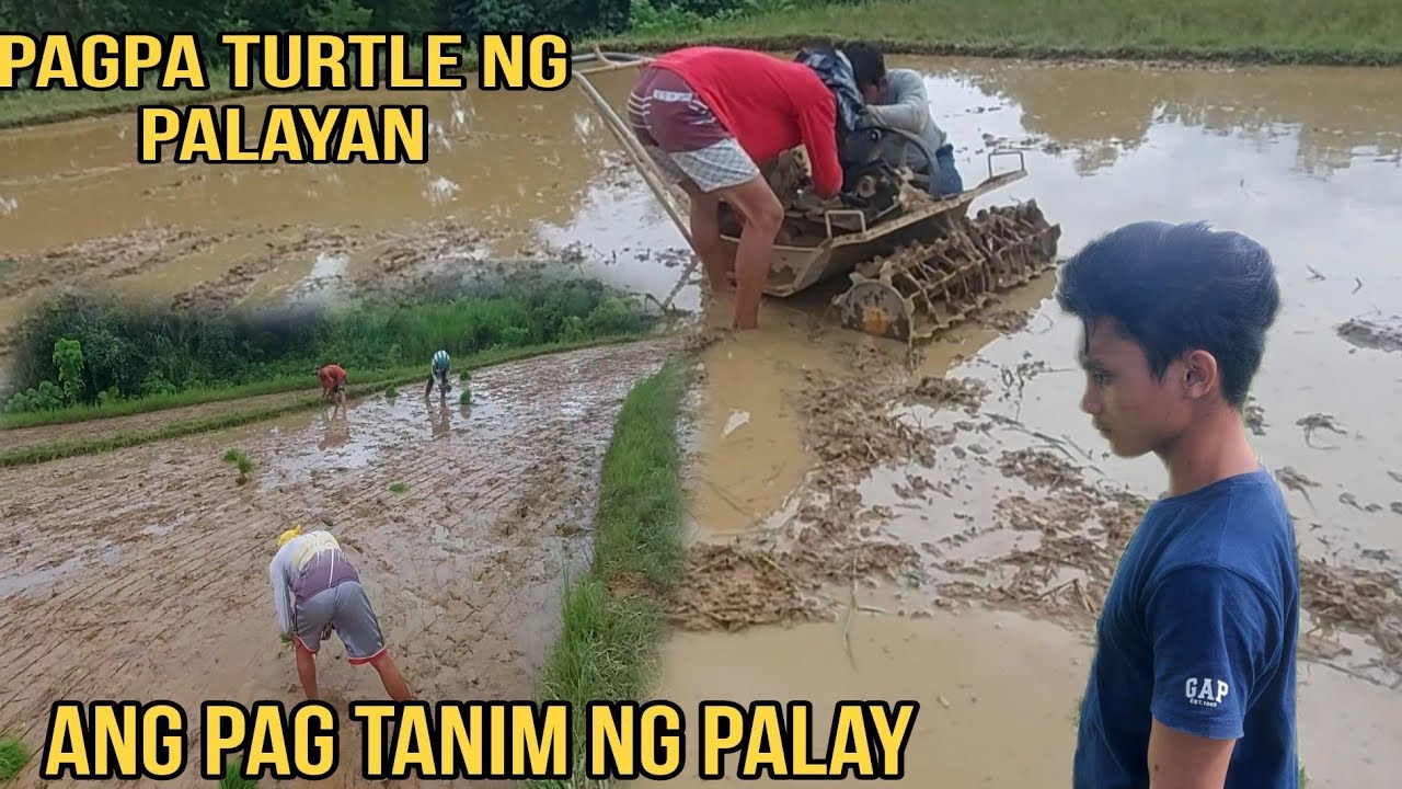 ANG PAGPA TURTLE SA PALAYAN AT PAG TANIM NG PALAY - YouTube