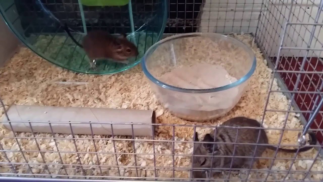 3 baby degus (8 weeks old) - YouTube