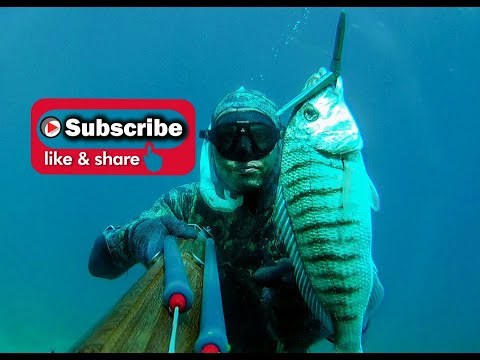 Shallow Spearfishing ~ Καρτέρια στα ρηχά ~ Eugene's Spearfishing ...