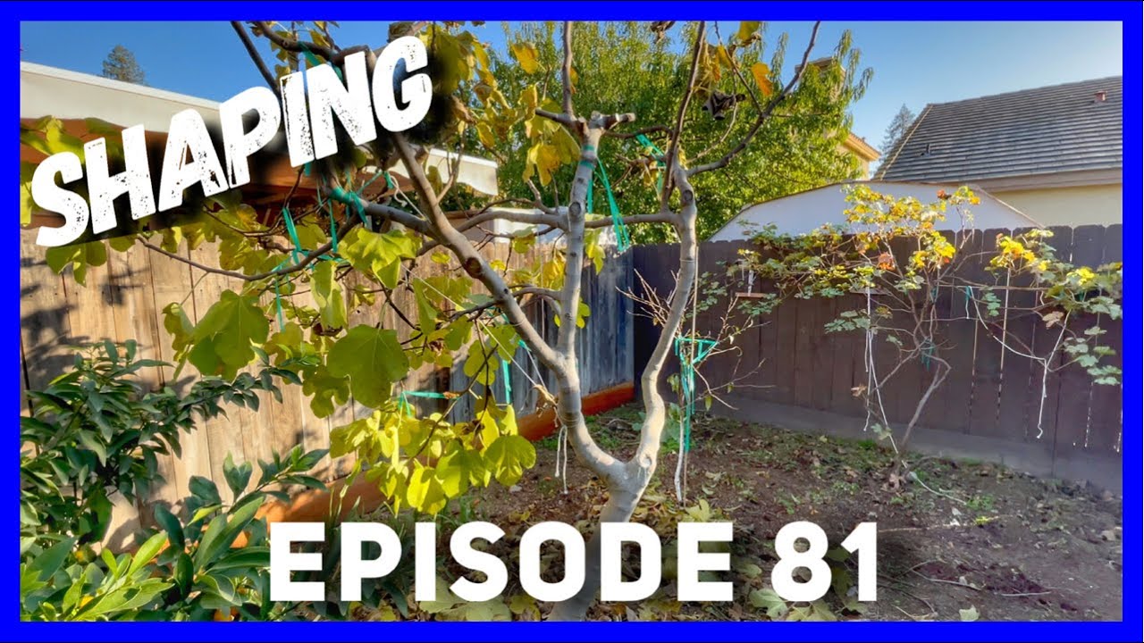How I Shape My Fig Tree Branches (Ep. 81) - YouTube