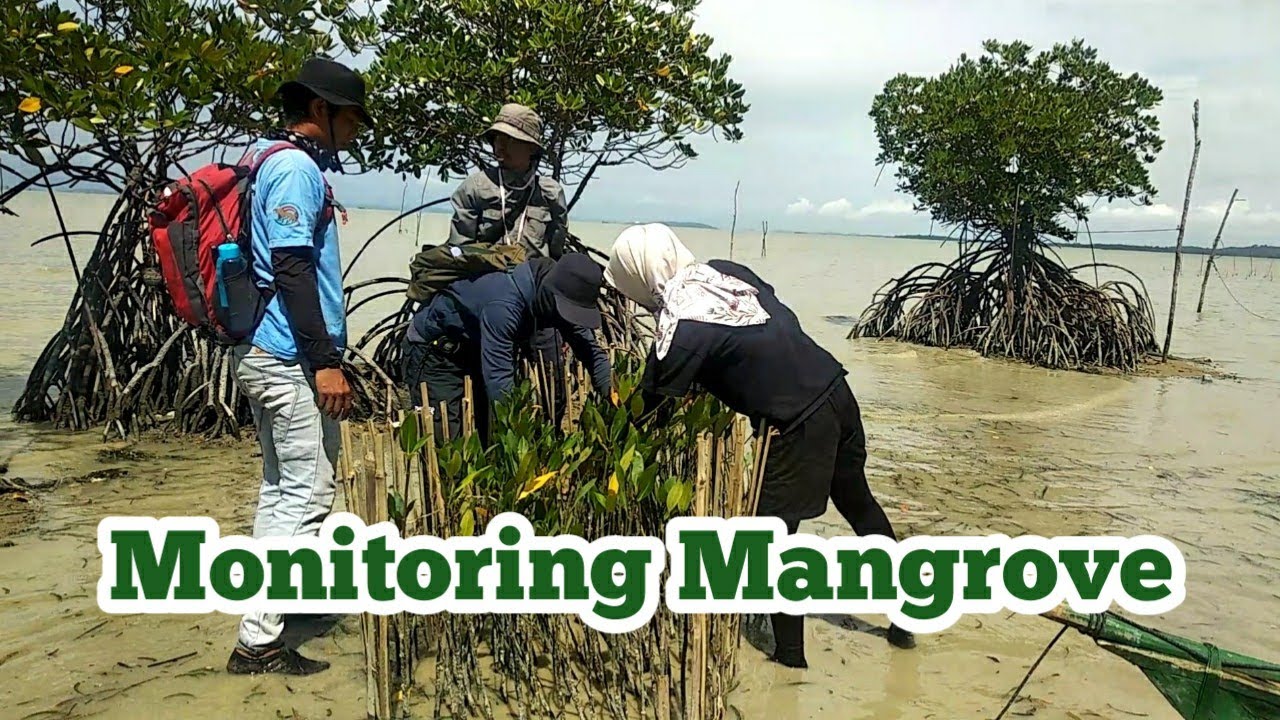 Monitoring Mangrove - YouTube