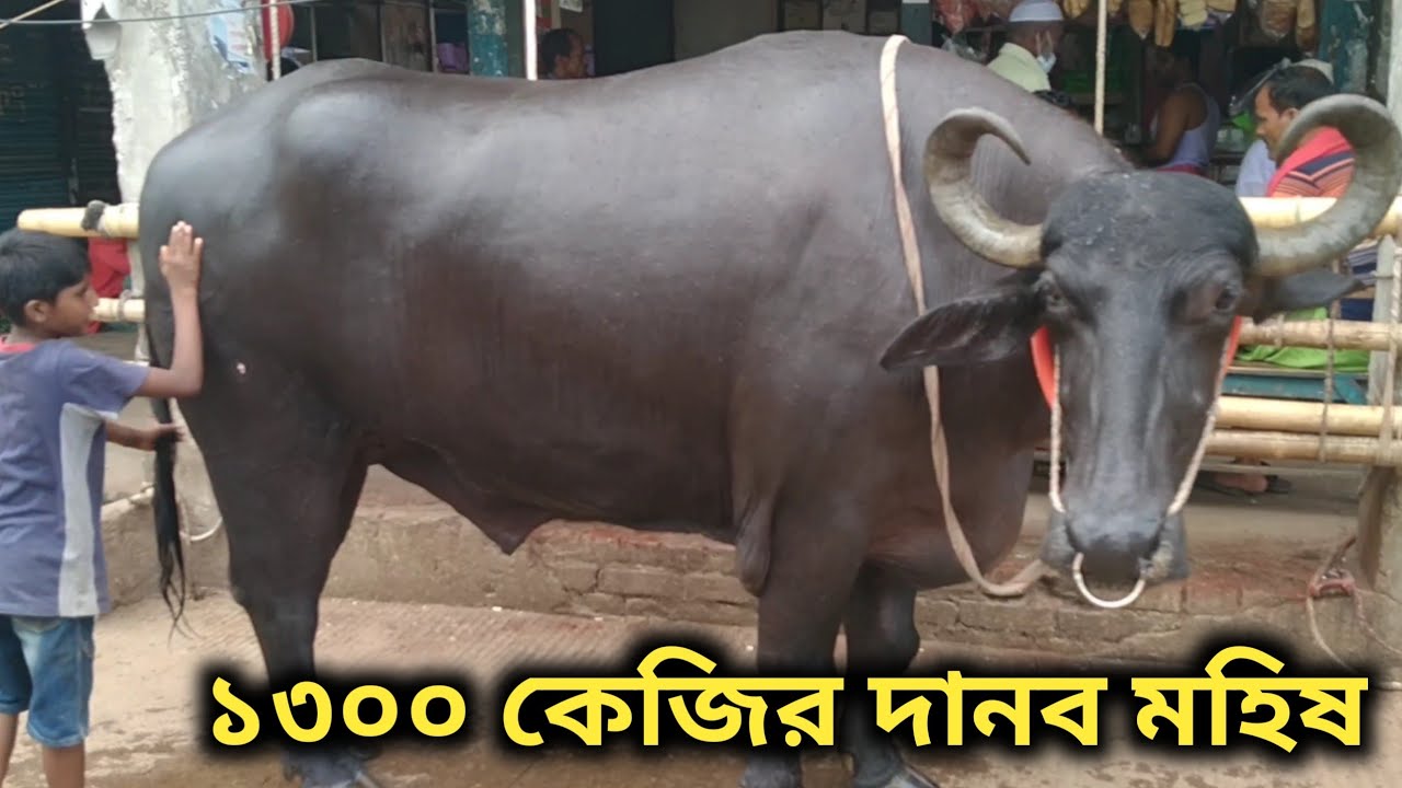 গাবতলির হাঁটে ১৩০০ কেজির মহিষ | Gabtoli Gorur Haat Giant Buffalo Price ...