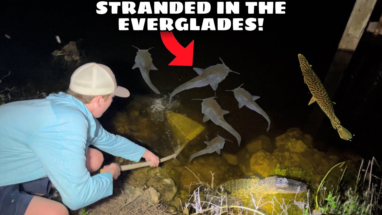 NETTING EXOTIC FISH in EVERGLADES AT NIGHT! (WE GOT STRANDED) - YouTube
