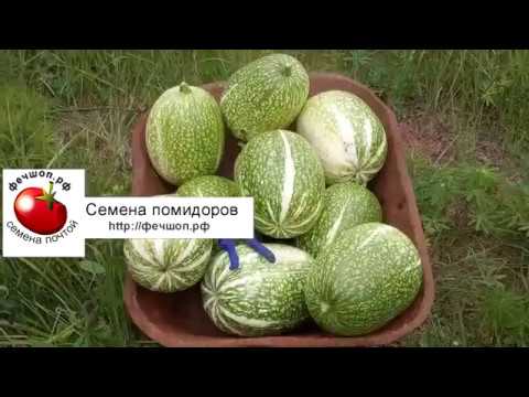 Фиголистная тыква с черными семенами. - YouTube