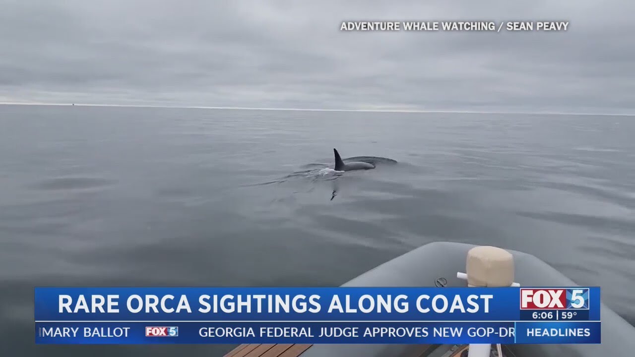 Rare Orca Sightings Along Coast - YouTube