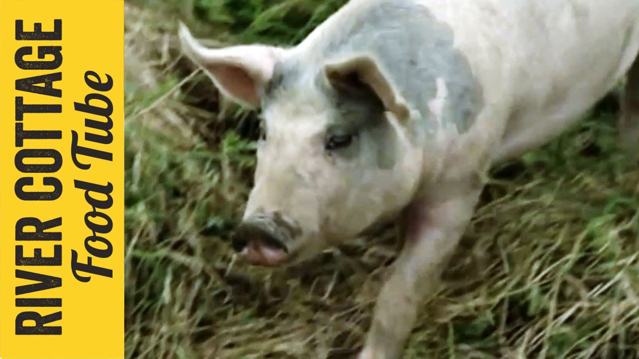 Keeping Pigs - Part 1 | Hugh Fearnley-Whittingstall - YouTube