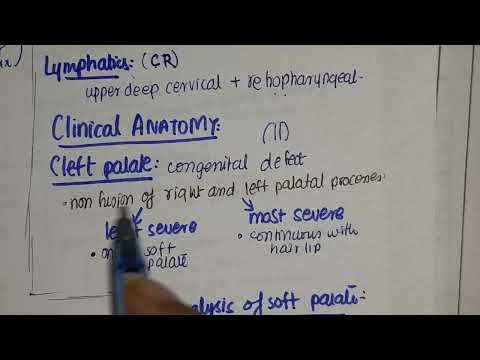 Blood supply Venous drainage and clinicals of soft palate - YouTube