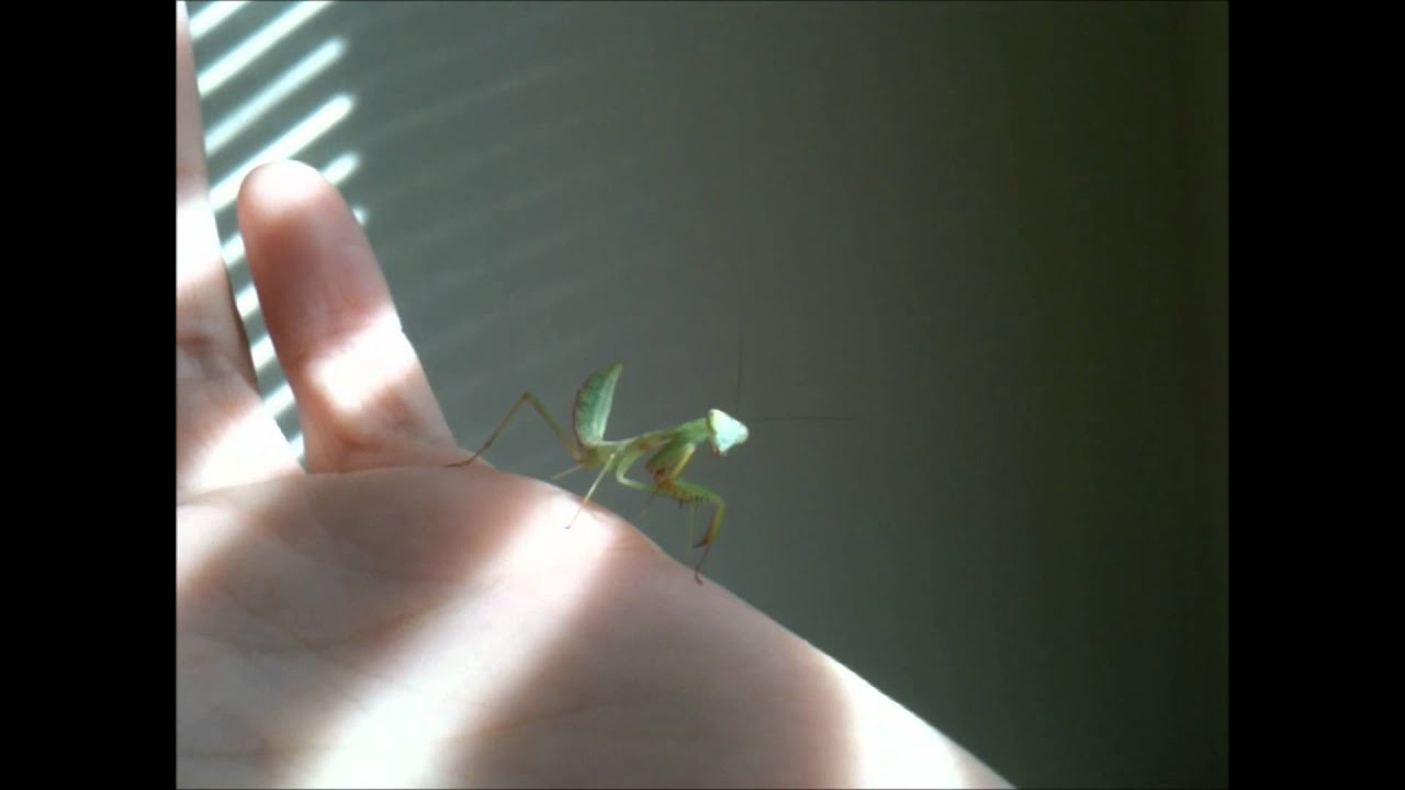 mantis nymph - 5th instar - YouTube