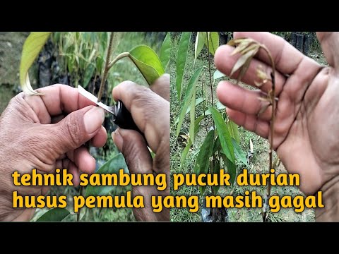 tehnik sambung pucuk durian yang mudah berhasil,husus pemula - YouTube