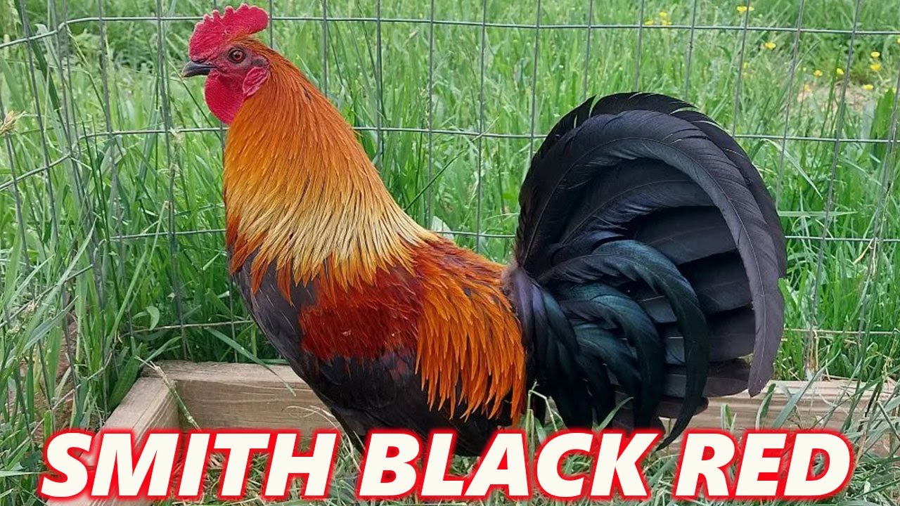 Beautiful Smith Black Red - Robby Smith Farm Tennessee | Beautiful ...