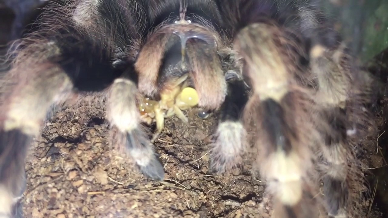 Tarantula Feeding Video #20 - YouTube