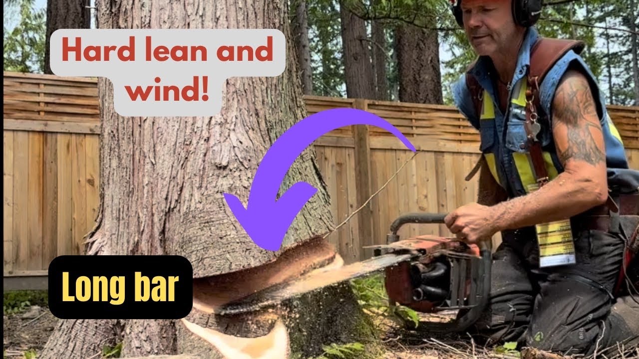 Falling timber , against leans and wind - YouTube