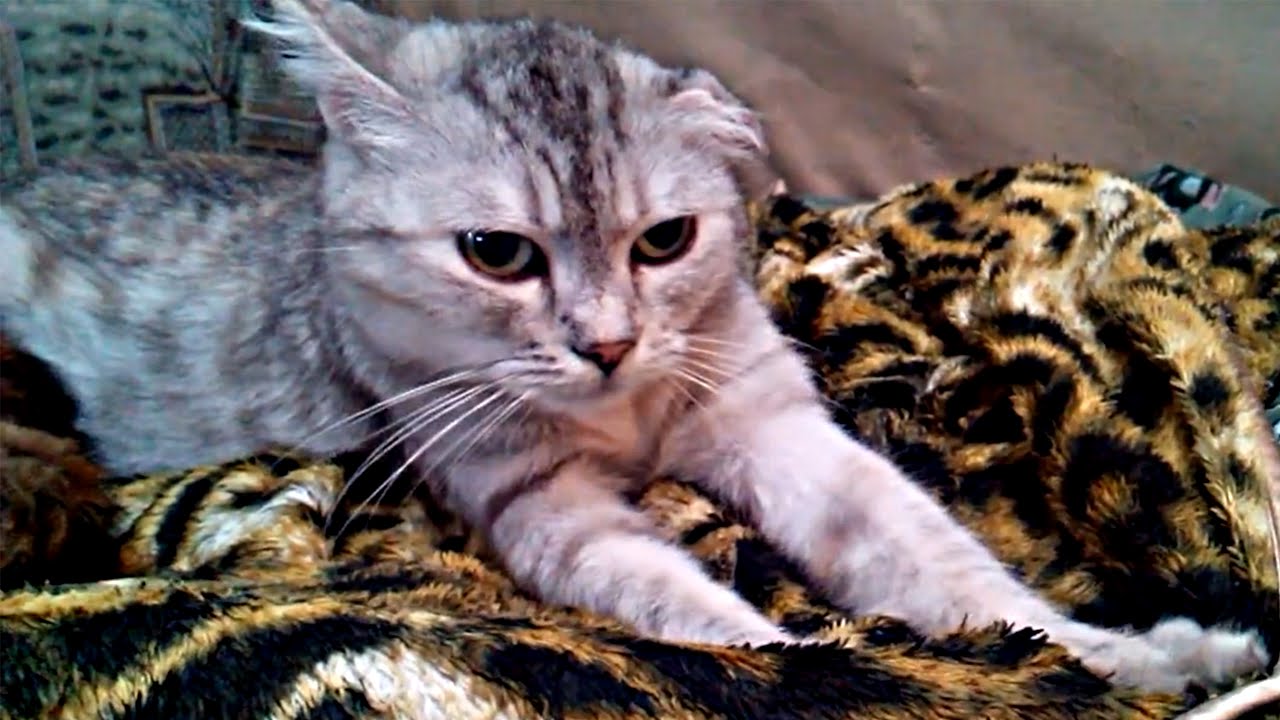 The non photogenic cat / Cat Massage - YouTube