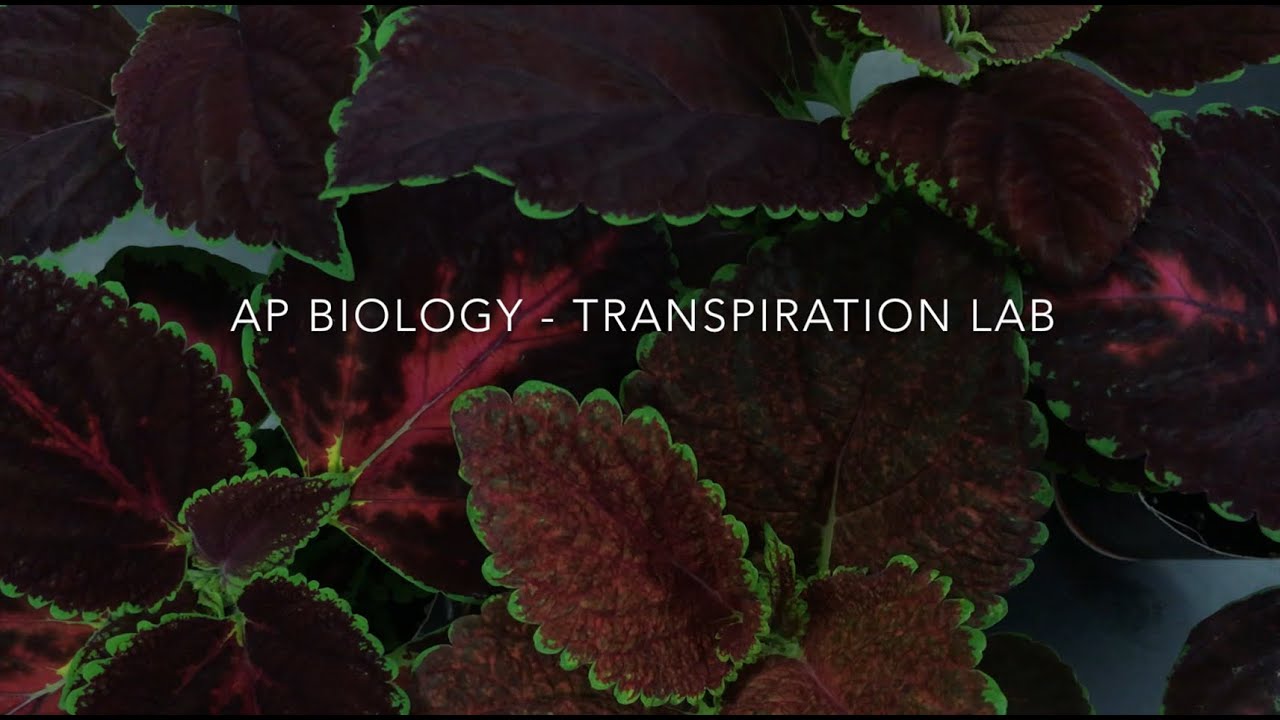AP Biology - Transpiration Lab - Day Zero - YouTube