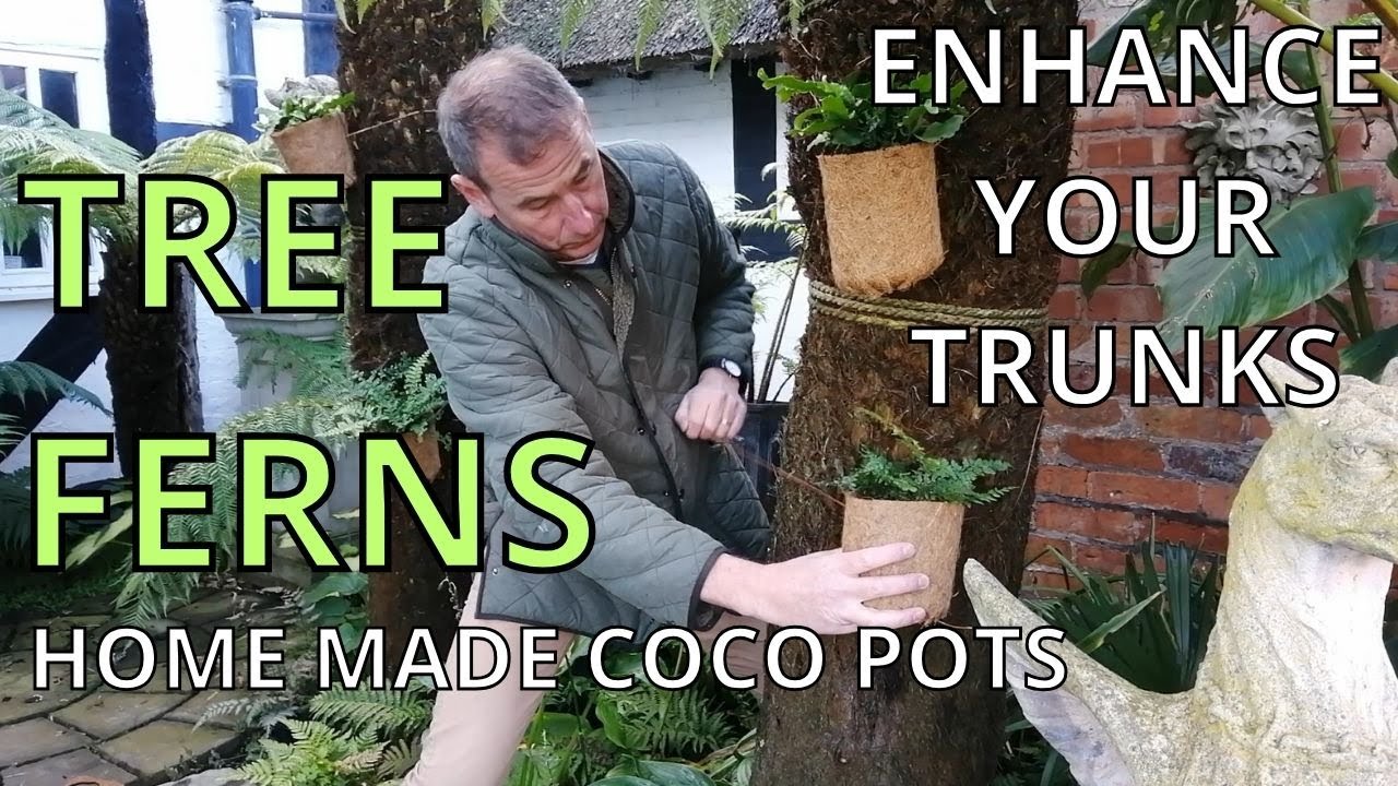 TREE FERNS GARDEN DESIGN IDEA how to enhance your tree fern trunk tree ...