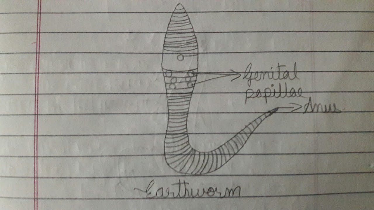 How to draw earthworm - YouTube