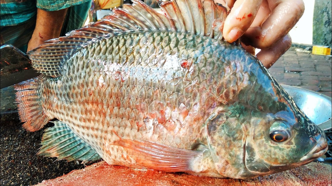 Fish Cutting|Tilapia And Ruhi Fish Cutting Skills Live In Bd Fish ...