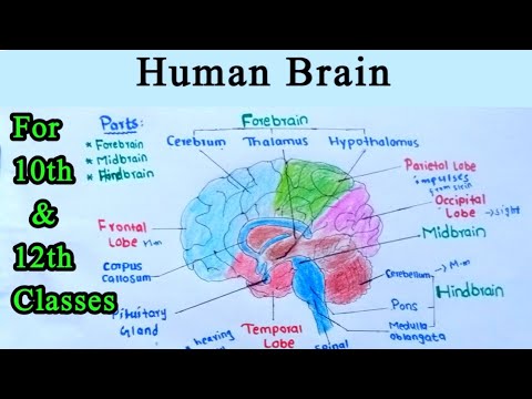 Structure Of Human/ BrainHuman/ Brain/Forebrain,Midbrain and Hindbrain Function of human brain ...