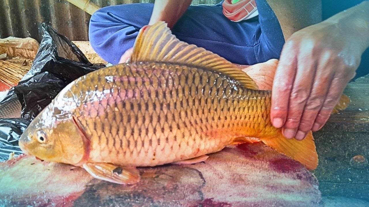 Amazing Carp Fish Cutting Skills In Fish Market | Fast Fish Cutting ...