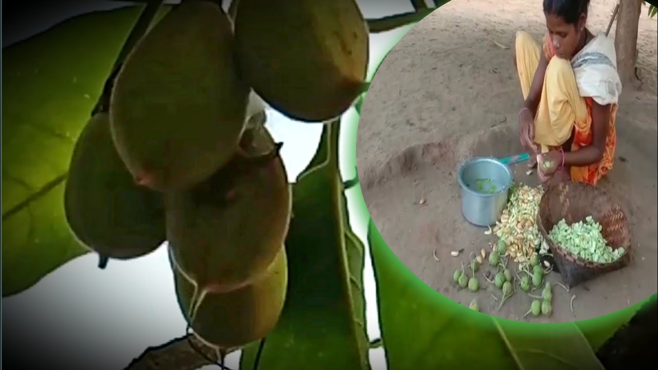 Mahua Fruit, A Seasonal Vegetable Dish For A Gond Tribe In Bastar ...