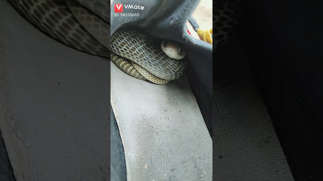 . dangerous snake in shoe - YouTube