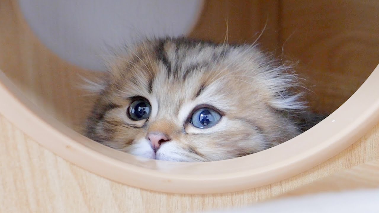 Kittens stay up late to avoid being spotted by their mother. - YouTube