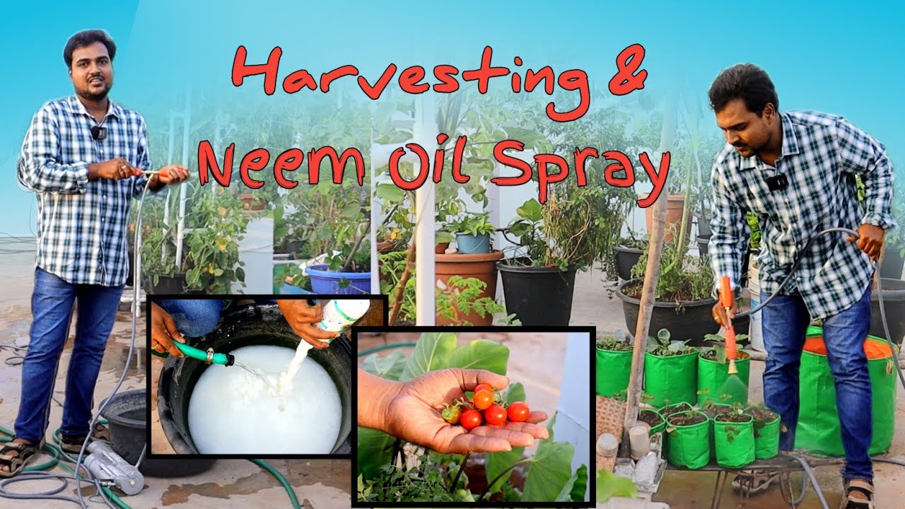 Harvesting Vegetables and Spraying Neem Oil #gardening #neem #oil # ...
