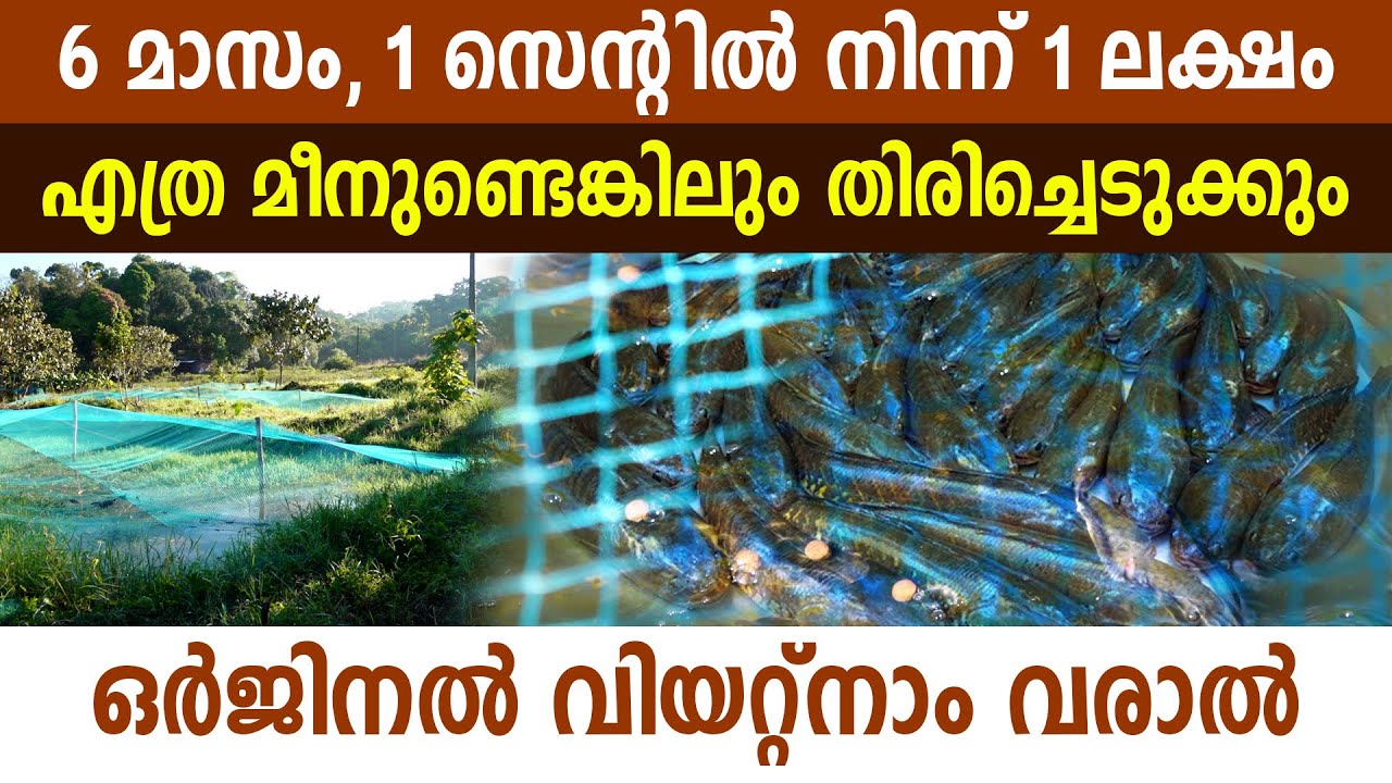 ജാഫറും, സുനിലും ഒരുമയോടെ കൊയ്യുന്നത് ലക്ഷങ്ങൾ I Murrel Fish I Viral ...