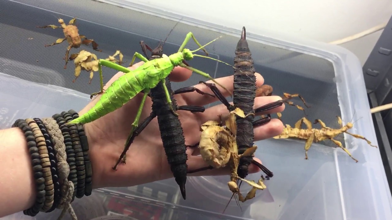 Phasmids on my Hand - YouTube