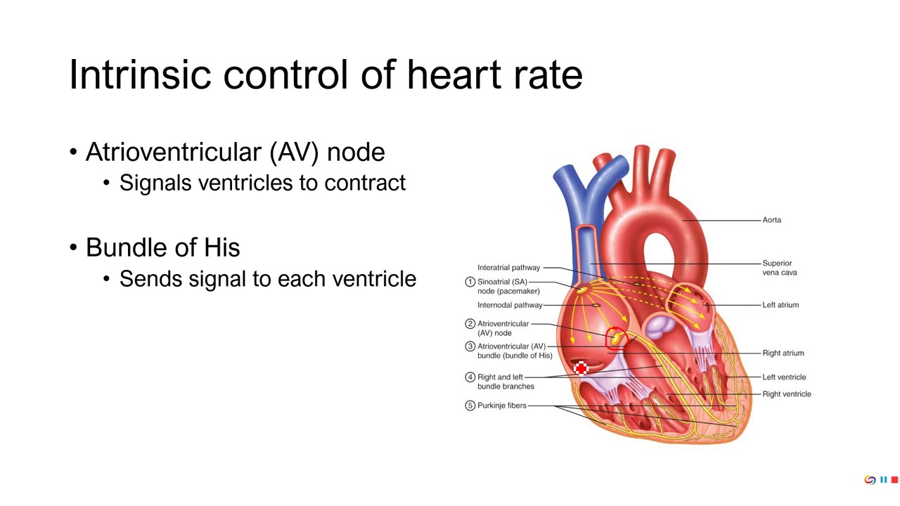 PE 381 - Lecture 4-1-1 - Intrinsic control of HR - YouTube