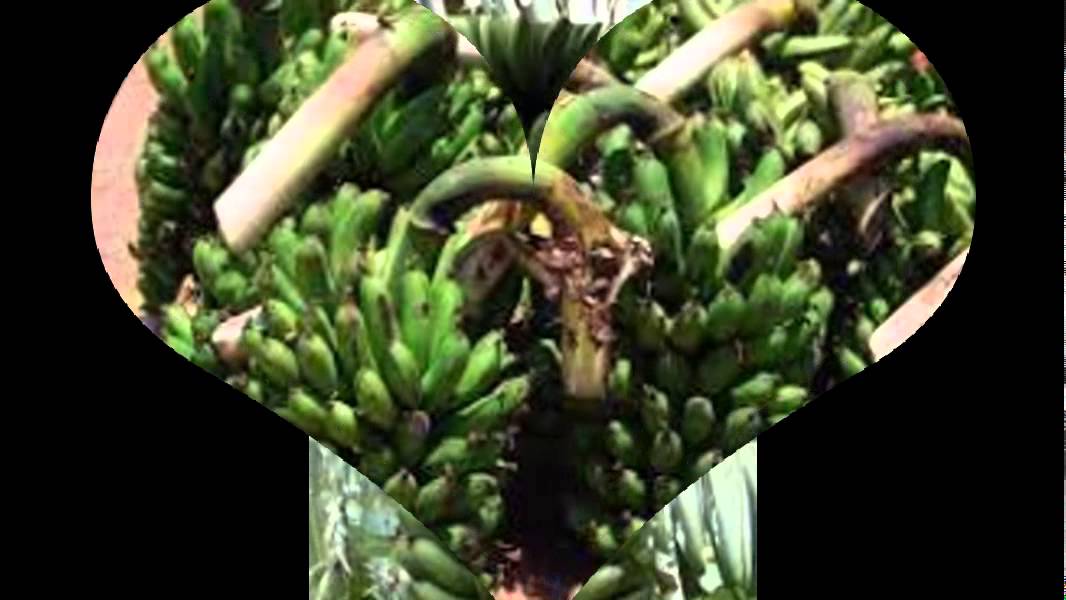 mityana tour part 1(mityana town) - YouTube