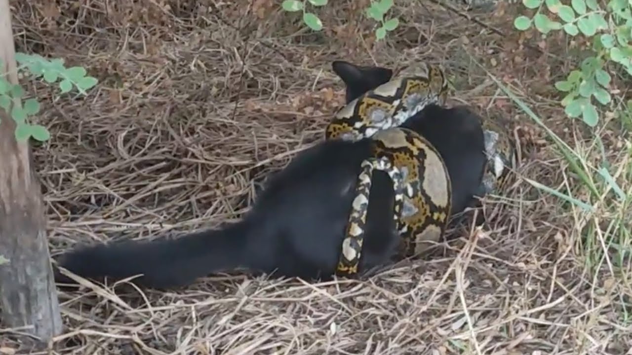 When The Locals See What A Giant Snake Is Constricting, Shivers Run ...