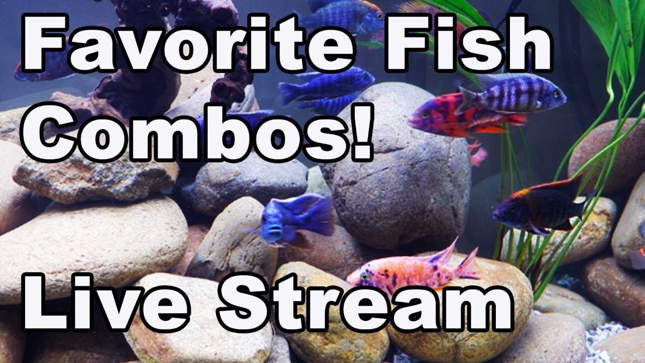 What are Your Favorite Fish Combinations? Let's Talk Cool Fish! - YouTube