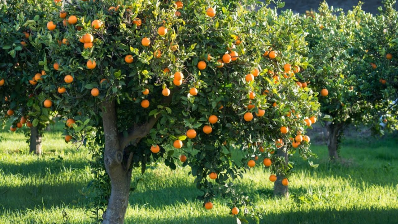 Disney junior orange tree - YouTube